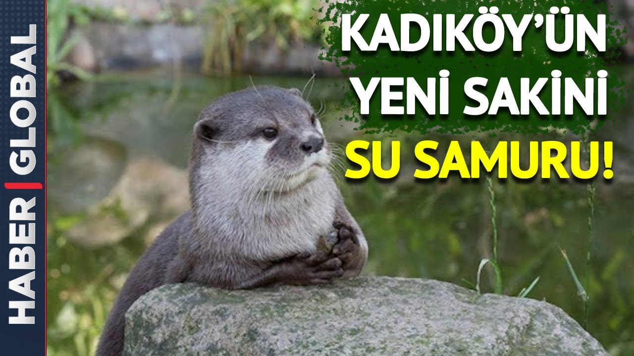 Görenler Şaşkına Döndü Kadıköyde Su Samuru Görüldü Youtube