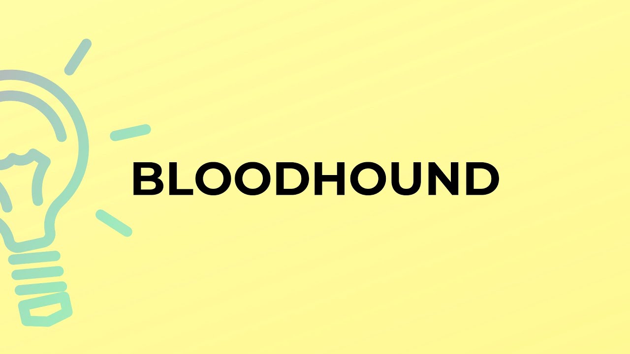What is the meaning of the word BLOODHOUND? - YouTube