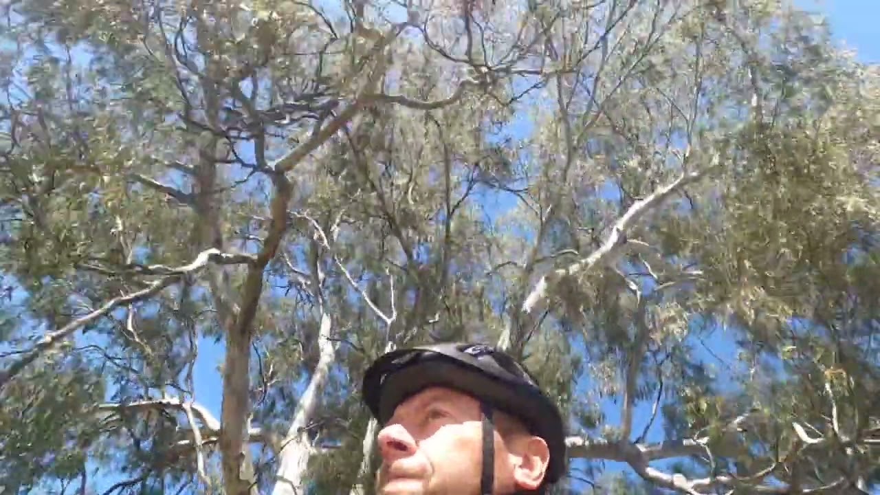 Magpie swooping season - YouTube