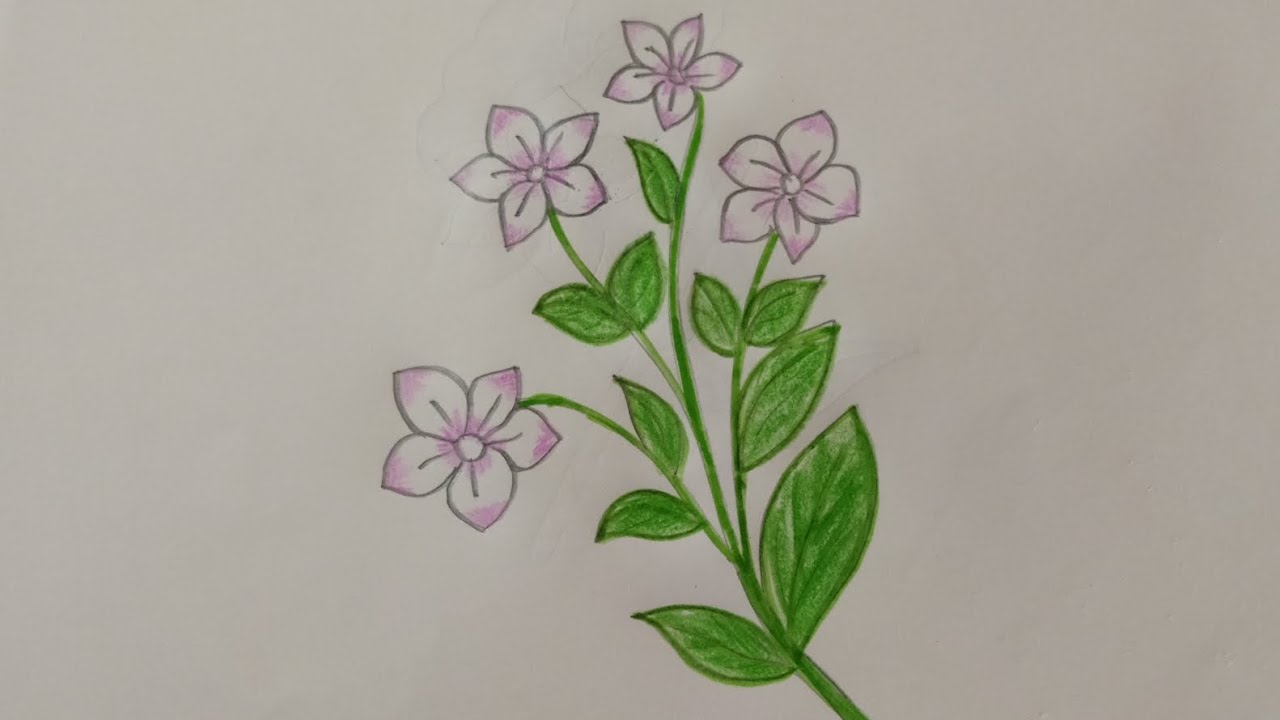 How to draw Viki pedia Flower Drawing video Abhisoni Drawing video ...