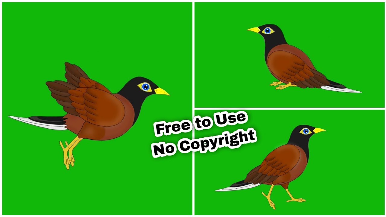 Bird Cartoon Green Screen/Green Screen/Cartoon Bird Green Screen/Bird ...