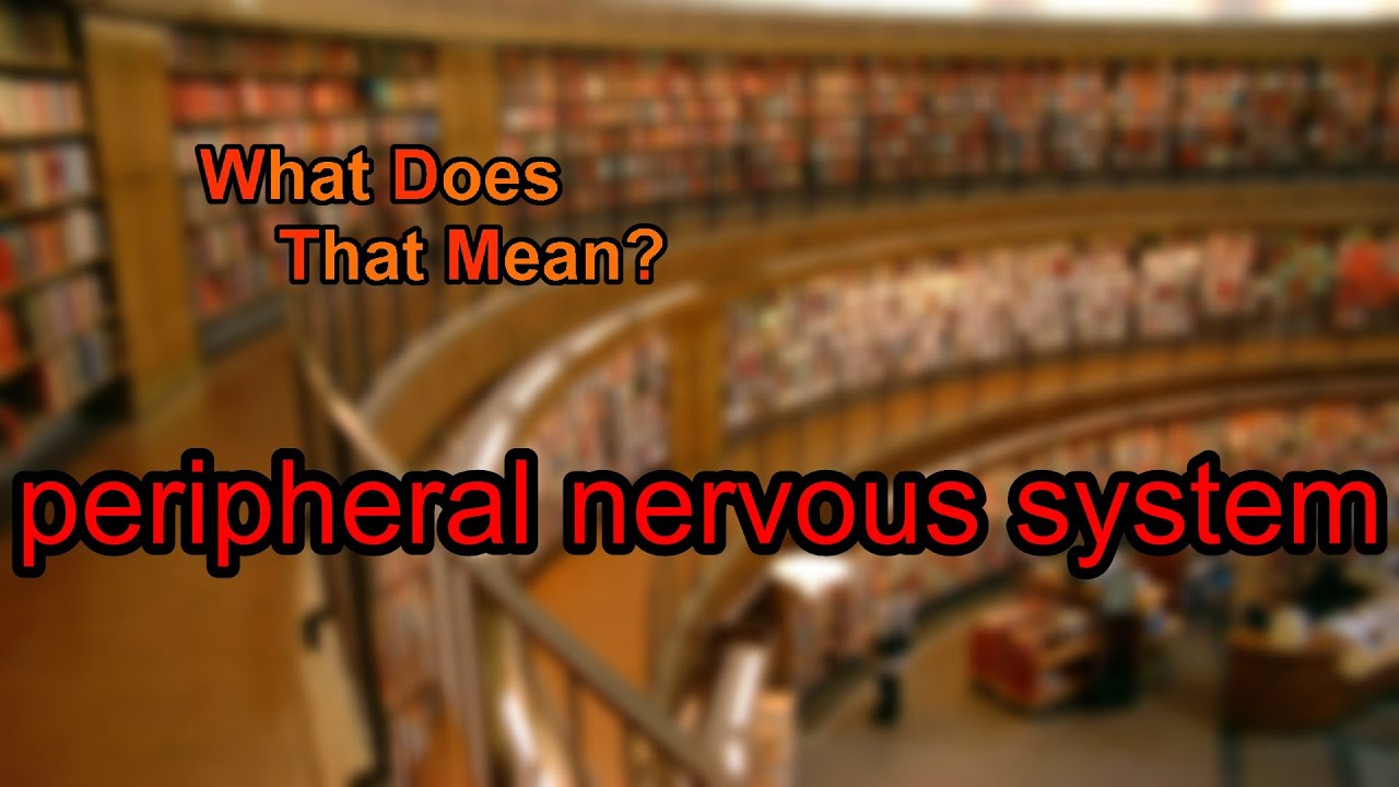 What does peripheral nervous system mean? - YouTube