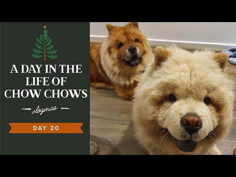 A Day in the Life of Chow Chows - YouTube