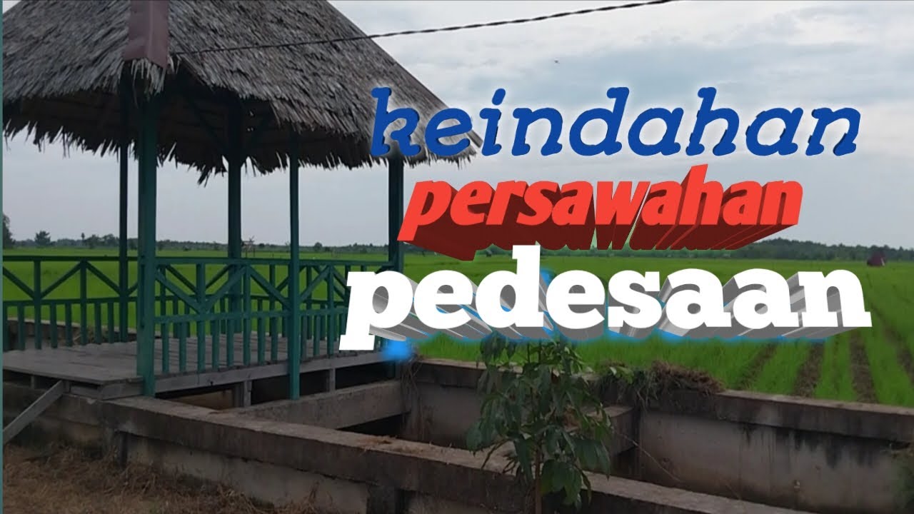 suasana persawahan di pedesaan yang adem nyaman - YouTube