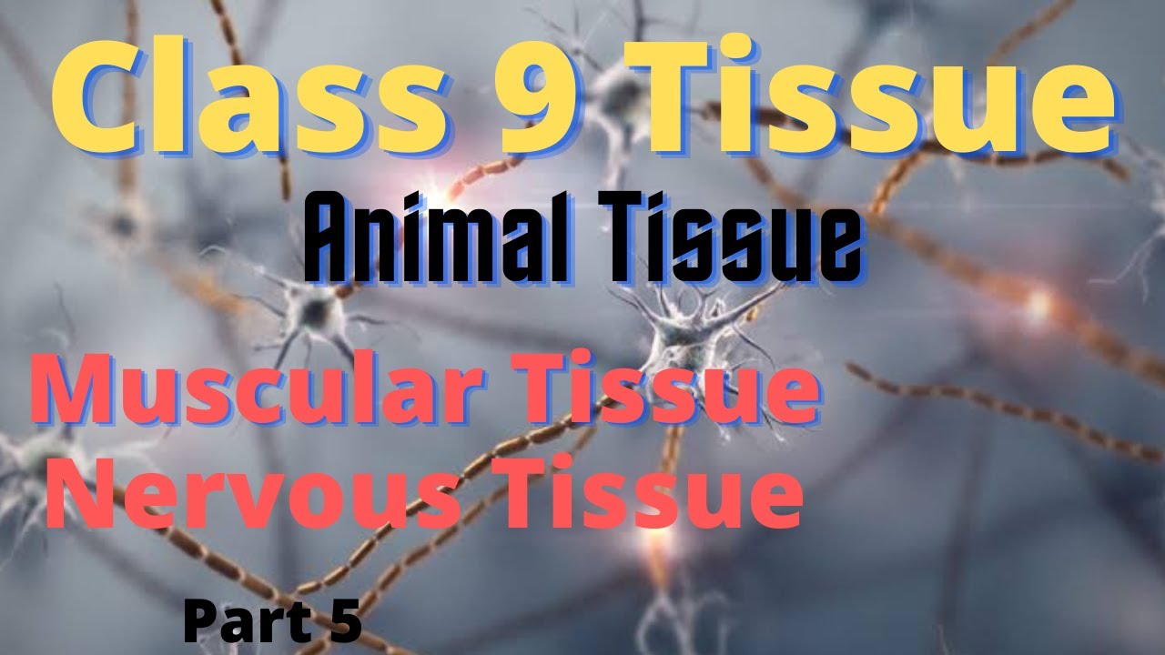 Tissue Class 9 Science Chapter 6 Biology| Animal Tissue | Muscular ...