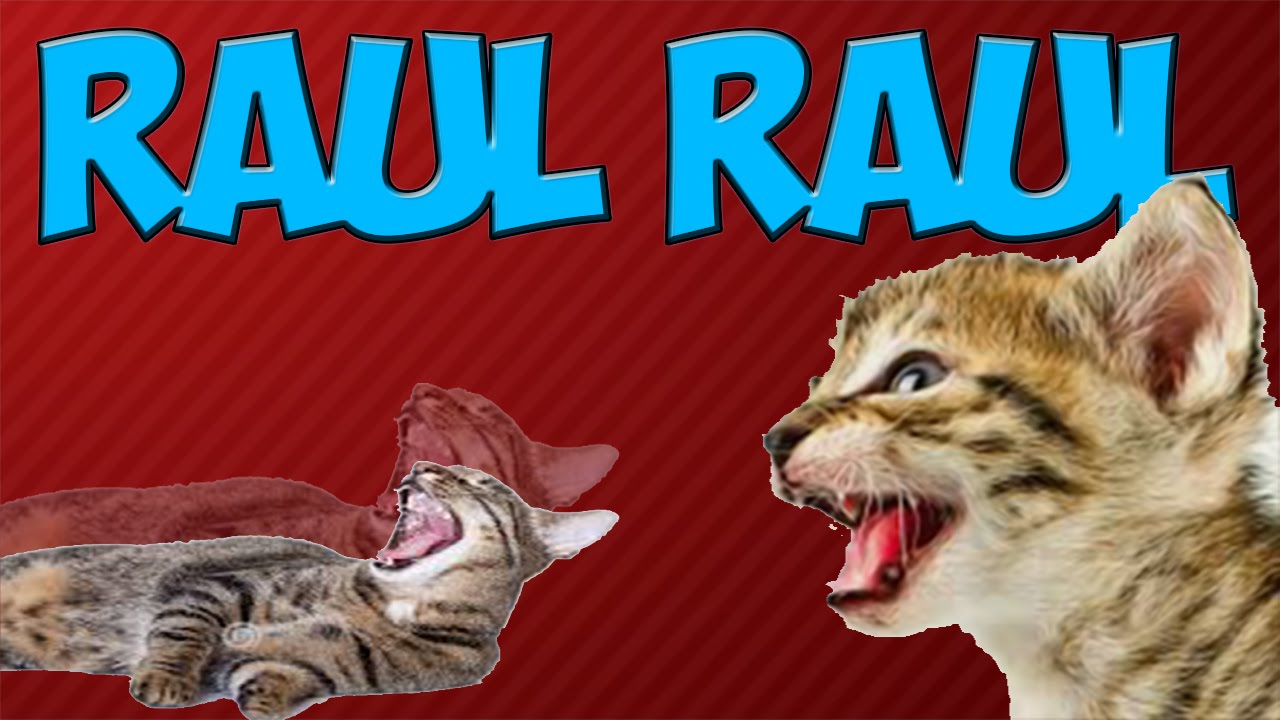 El gato que dice raul - YouTube