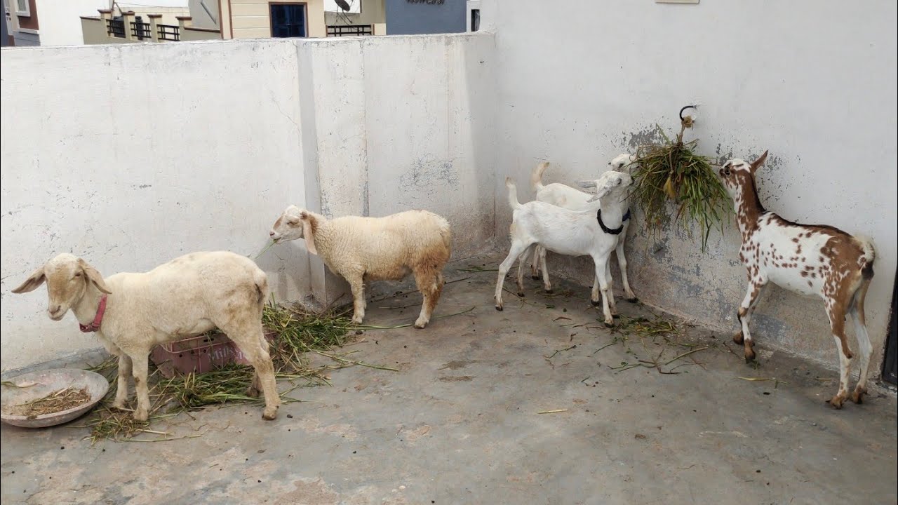 pure bannur sheep pair in Hyd | barbari goats | bannur mende - YouTube