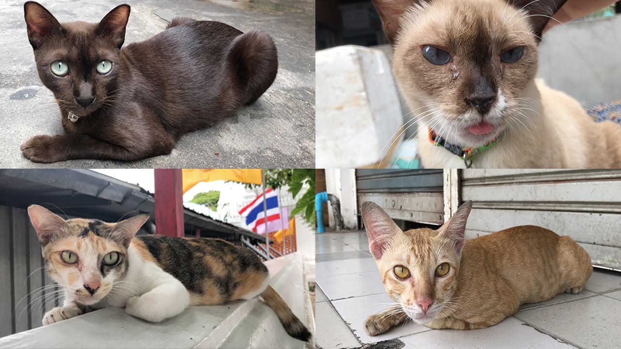 The Beautiful Street Cats of Bangkok Thailand Cat Video 4K HD - YouTube