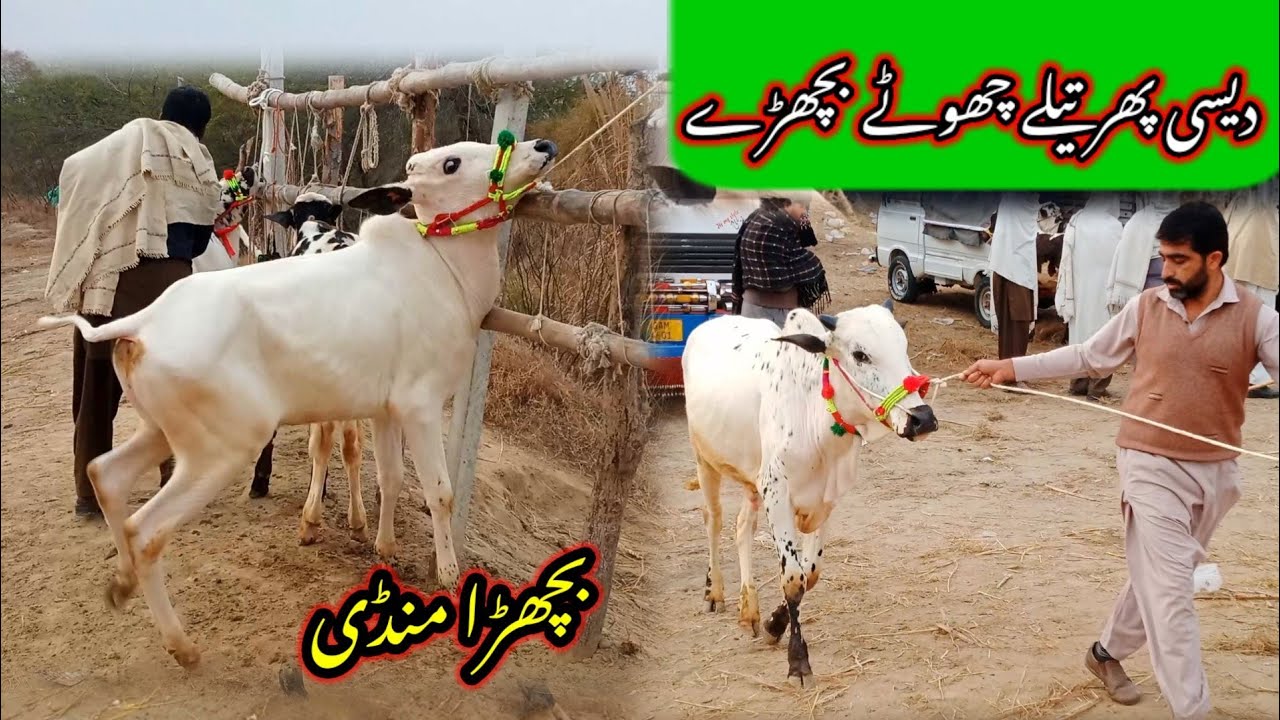 beautiful dhani dasi Miy breed cow calf rates in Talagang Mandi new ...