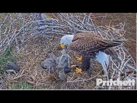 SWFL Eagles ~ NAUGHTY E21 BONKS DAD! 😊 Super Cute E22 Toe Nibbles & E's ...