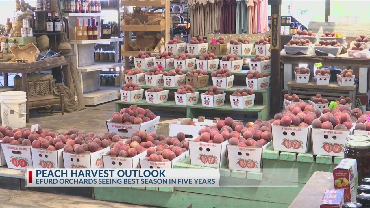 Efurd Orchards seeing best peach crop in 5 years - YouTube