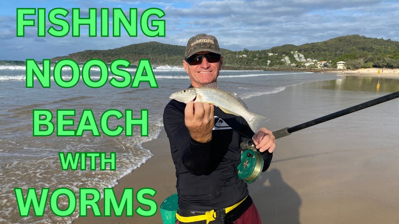 Fishing Noosa Beach Worming & Whiting |THE HOOK AND THE COOK | - YouTube