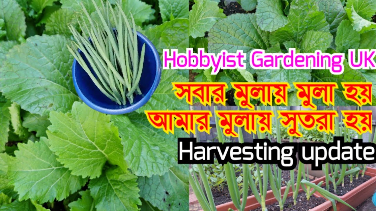 I picked lye leaves, coriander leaves and spring onions leaves from the ...