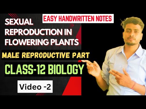 Male Reproductive Part In Flowering Plants |Stamen And Their Parts ...