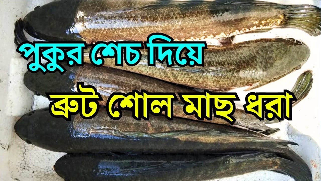 ব্রুট শোল মাছের পুকুর শেচ।বড় শোল মাছ, BD Fish farming in Bangladesh ...