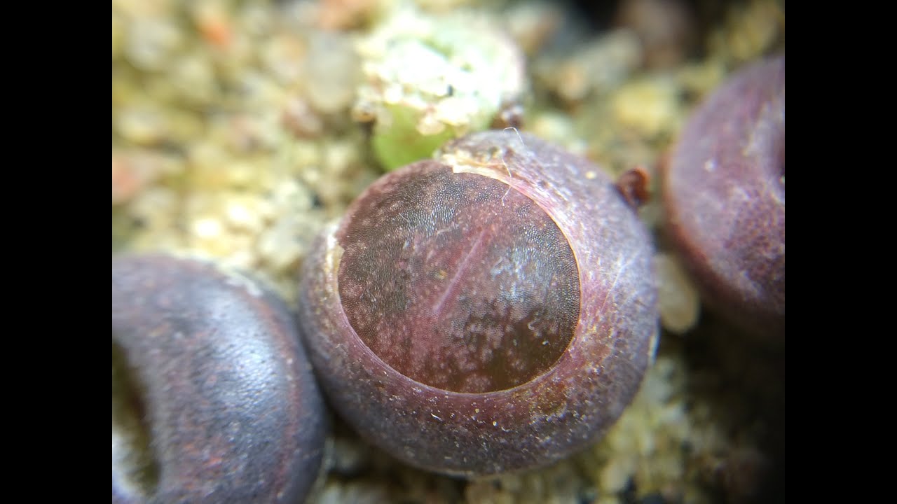 Lithops aucampiae cv. "Rudesheim Ruby" 4.5 Months Old - YouTube