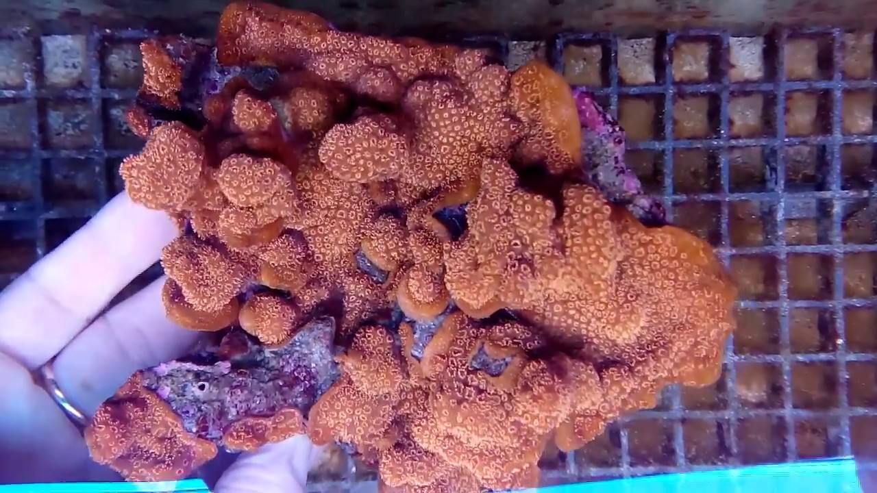 Pavona maldivensis ultra orange coral gandalf - YouTube