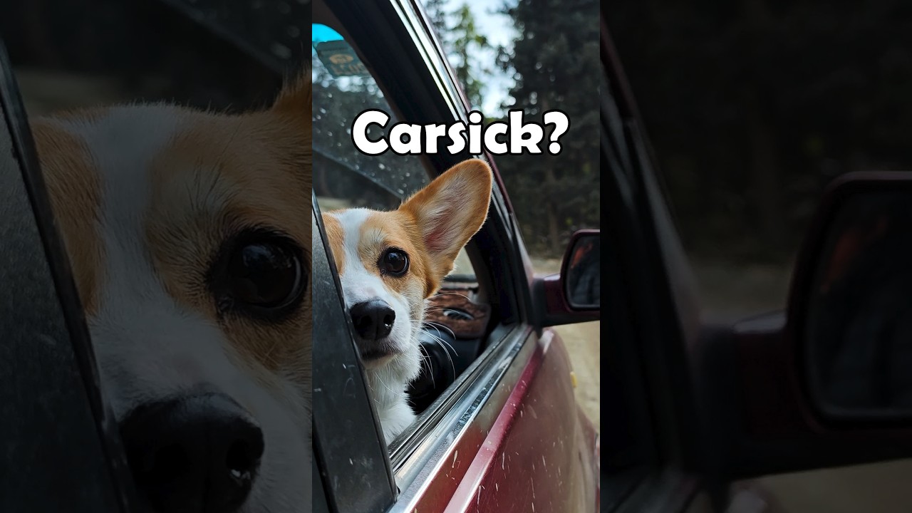 I'm so glad corgis don't get carsick! #dog #corgi #china #travelinchina ...
