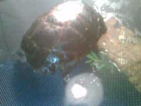 African Side-Neck Turtle Care Video - YouTube