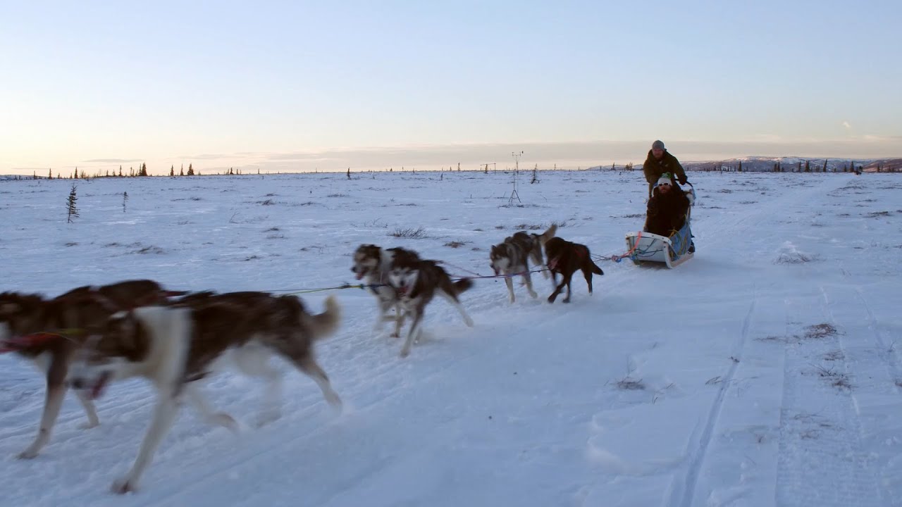 DOG SLED TRAINING WITH ALASKAN HUSKIES - YouTube