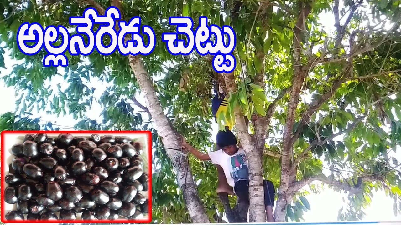 అల్లనేరేడు చెట్టు-గిన్నె పండ్లు-Jamun ఔషధాలకు నెలవు/ Neredu Tree ...