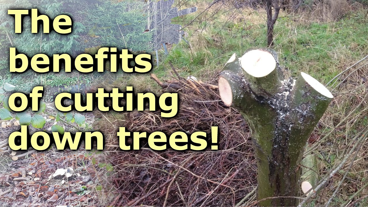 Coppicing and Pollarding at The Woodland Orchard - YouTube