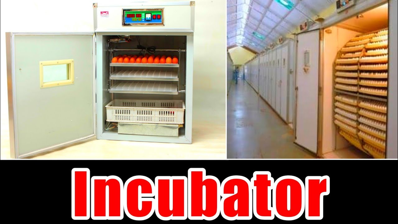 Incubator | Setter & Hatcher | World of Poultry - YouTube
