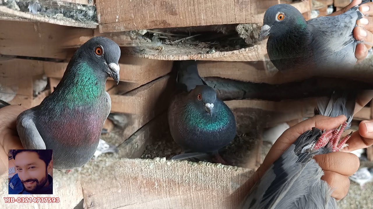 Indian Kabootar || Mukhi Hara Pigeon Pakra || Vlog - YouTube