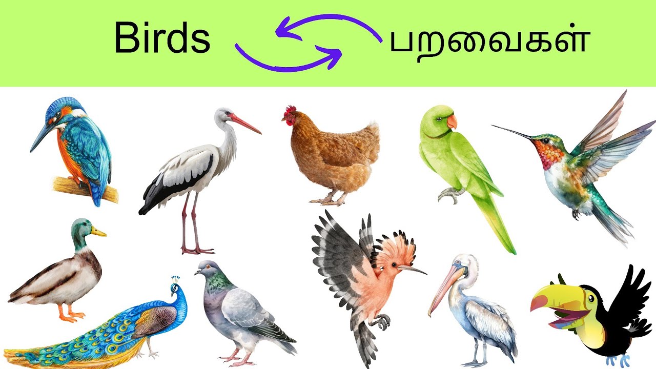 Tamil & English Names of Birds/Birds name tamil and english - YouTube