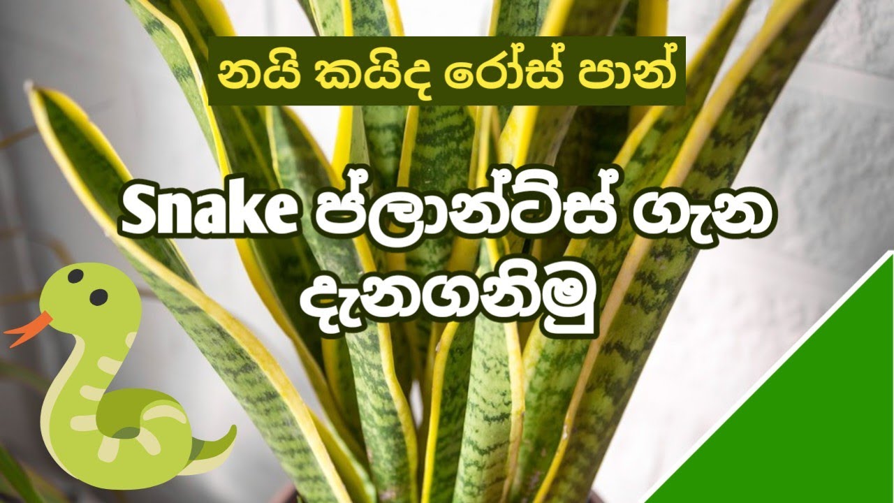 Snake🐍Plant (ඔක්සිජන් ගස්) @ Supun Niwasa - Tissamaharama - YouTube