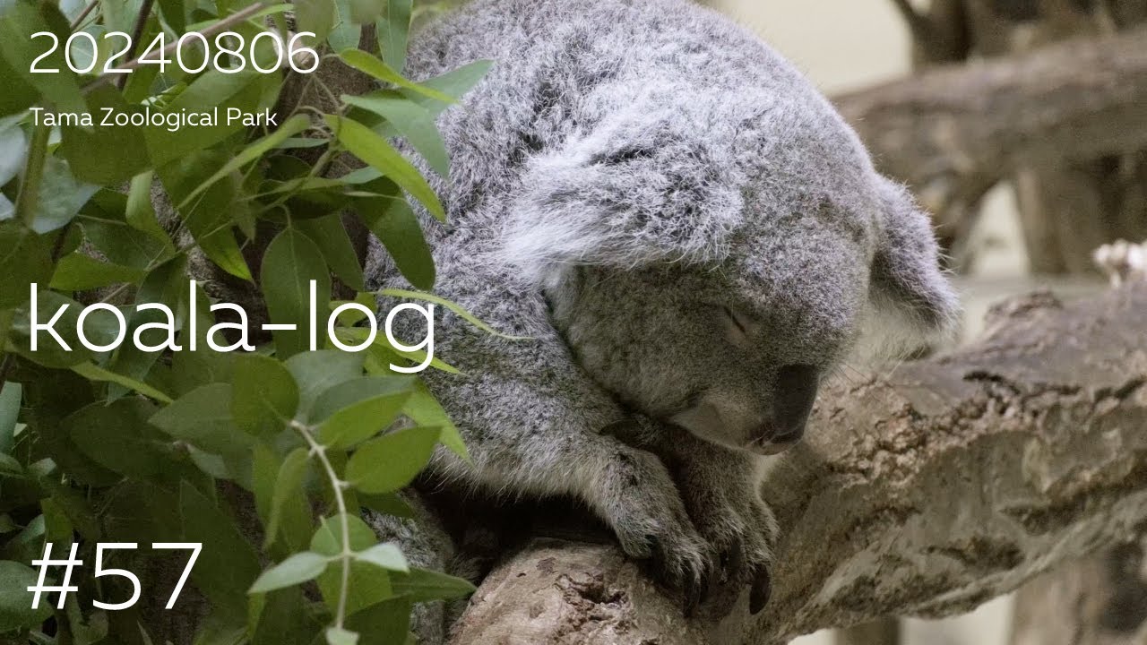 [koala-log] コアラログ #57 多摩動物公園 240806🐨 - YouTube