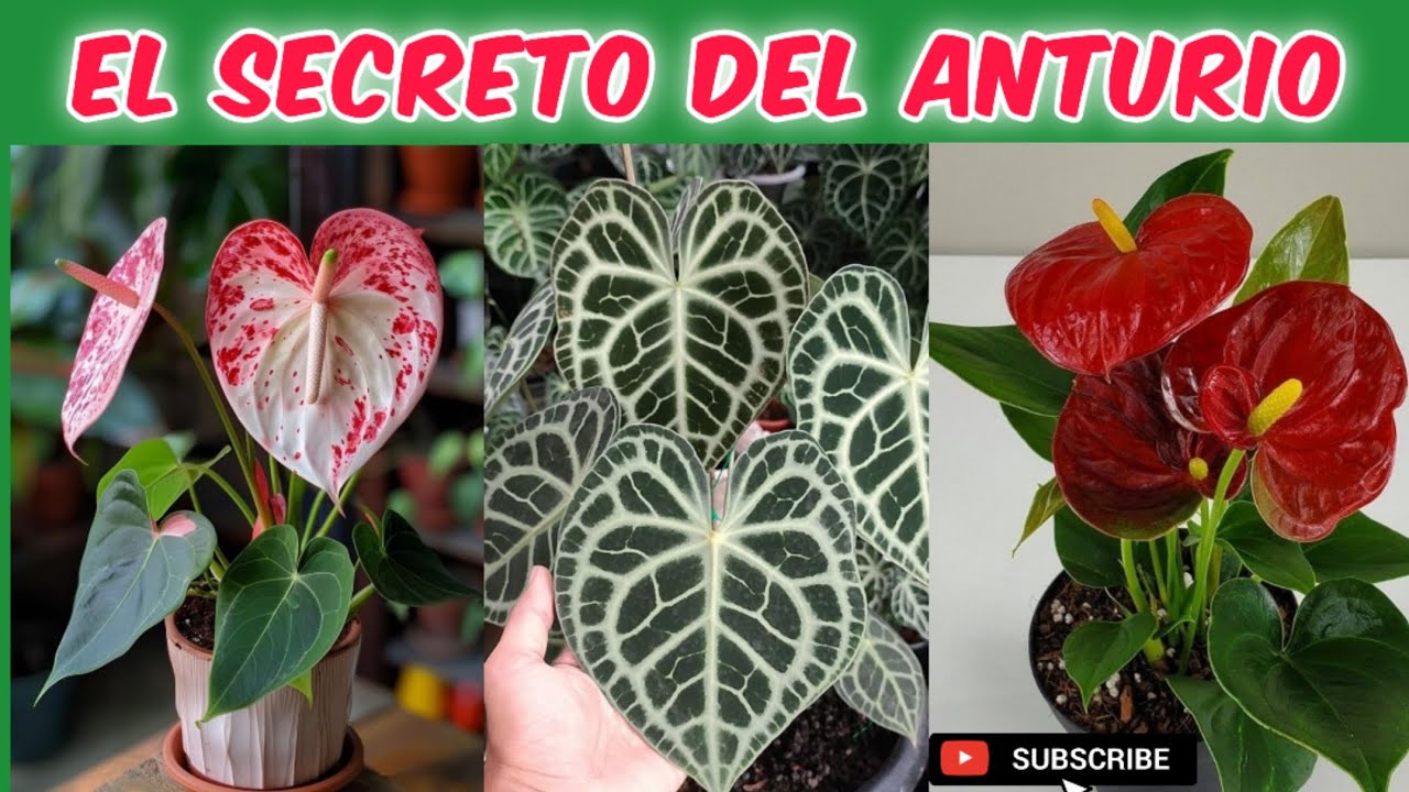 Anturios para Principiantes: Todo lo que Necesitas Saber - YouTube