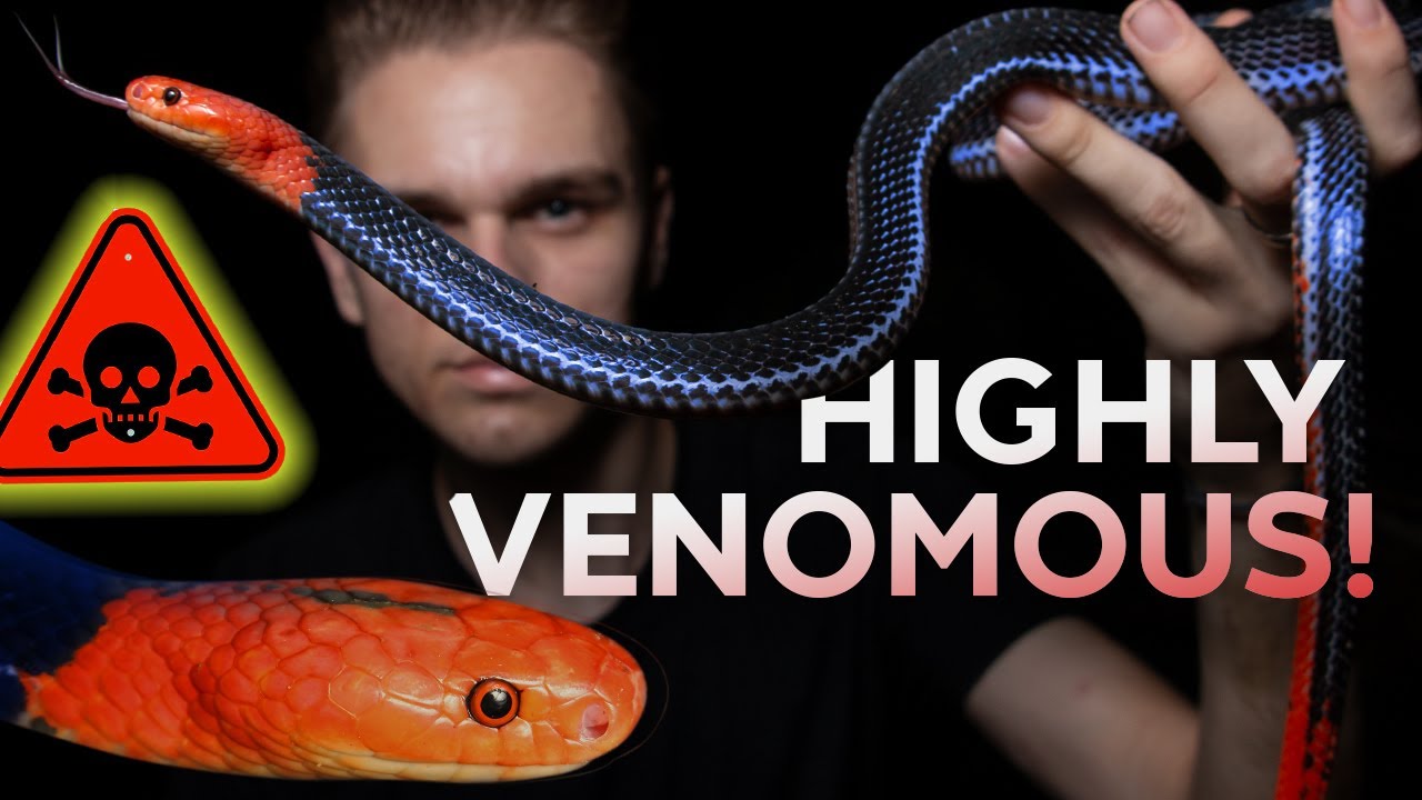 RARE RED HEADED KRAIT LICKS MY NOSE - YouTube