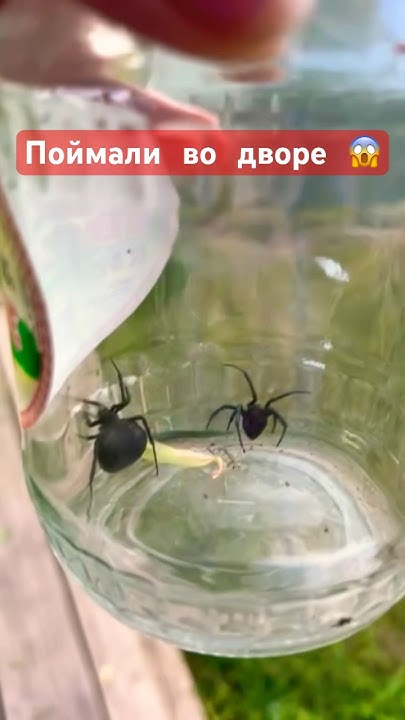 ЧЁРНАЯ ВДОВА 😱 ШОК пауки чернаявдова Spider деревенскаяжизнь Youtube