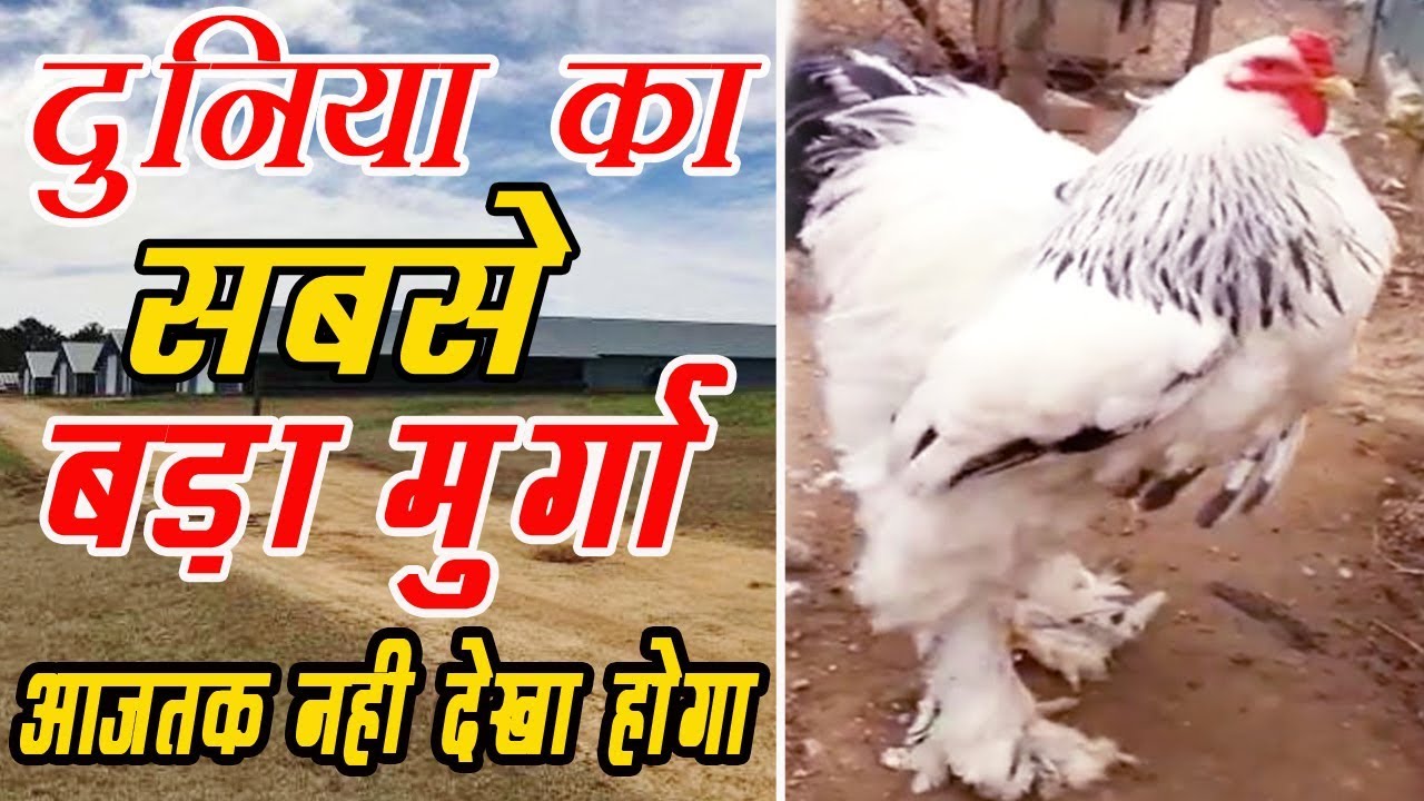 Worlds Largest Chicken Merakli - दुनिया का सबसे बड़ा मुर्गा - Factbull ...