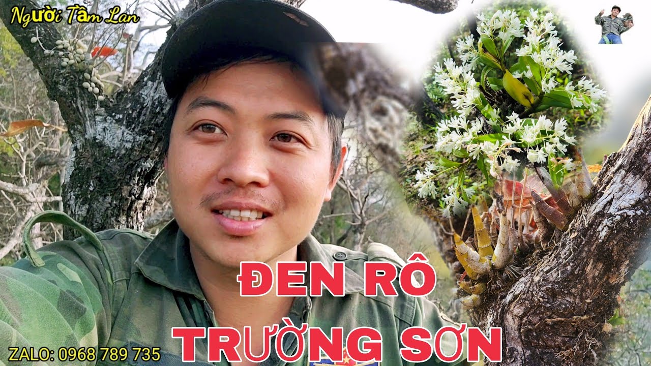 Tìm Được Lan Đen Rô Trường Sơn Sau Nhiều Năm Vắng Bóng - YouTube