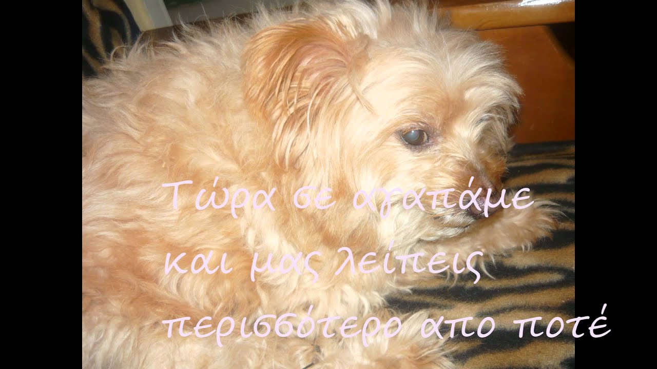 Αντιο γλυκο μου σκυλακι,Ηρακλη μου. - YouTube
