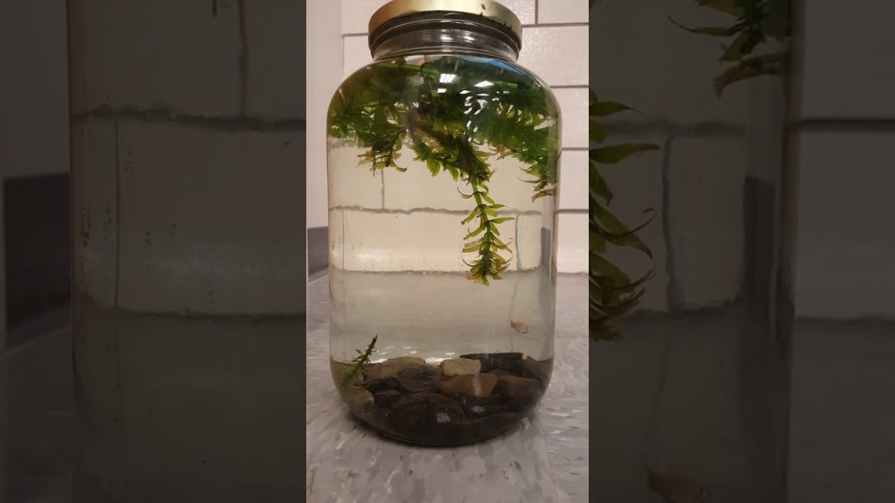 Biology 9th grade class - Ecosystem in a jar - Day 0 - YouTube