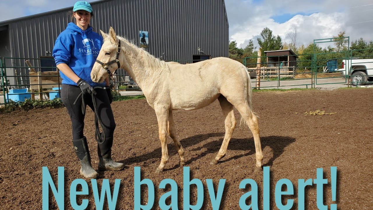 New baby horse alert! Welcome to the farm - YouTube