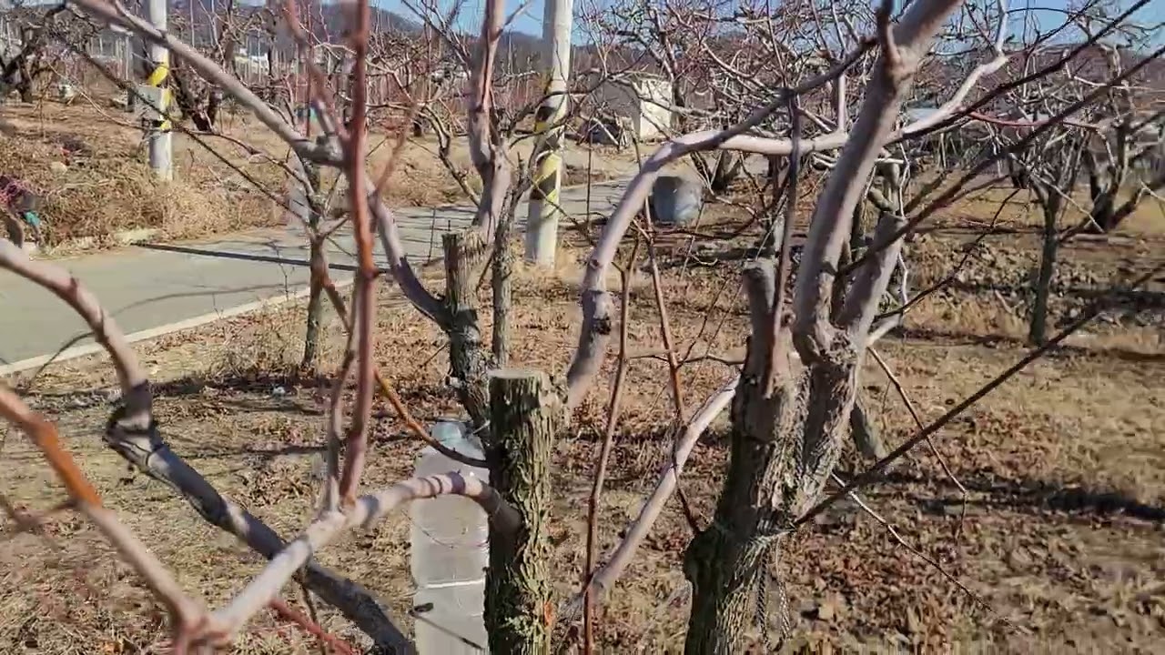 사과대추나무 왕대추 8년생 사다리없이 수확방법 식재간격 Youtube