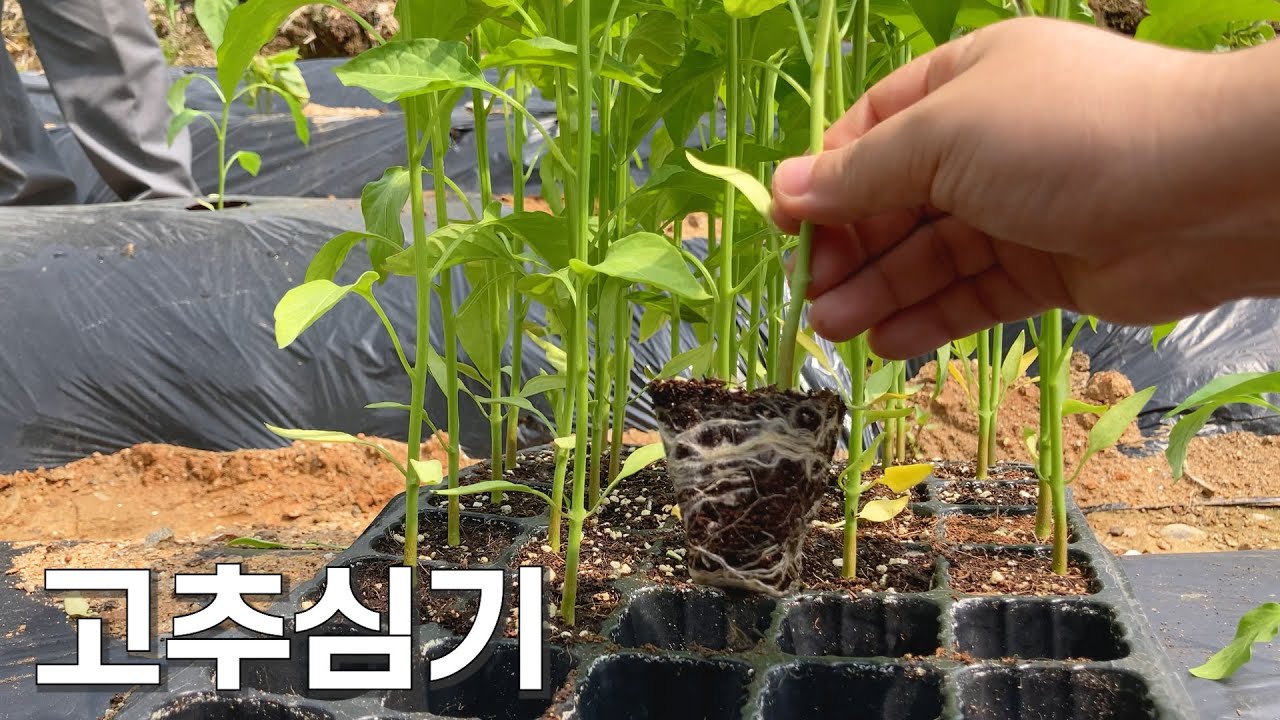 고추 모종 심기 고구마 심기 Youtube