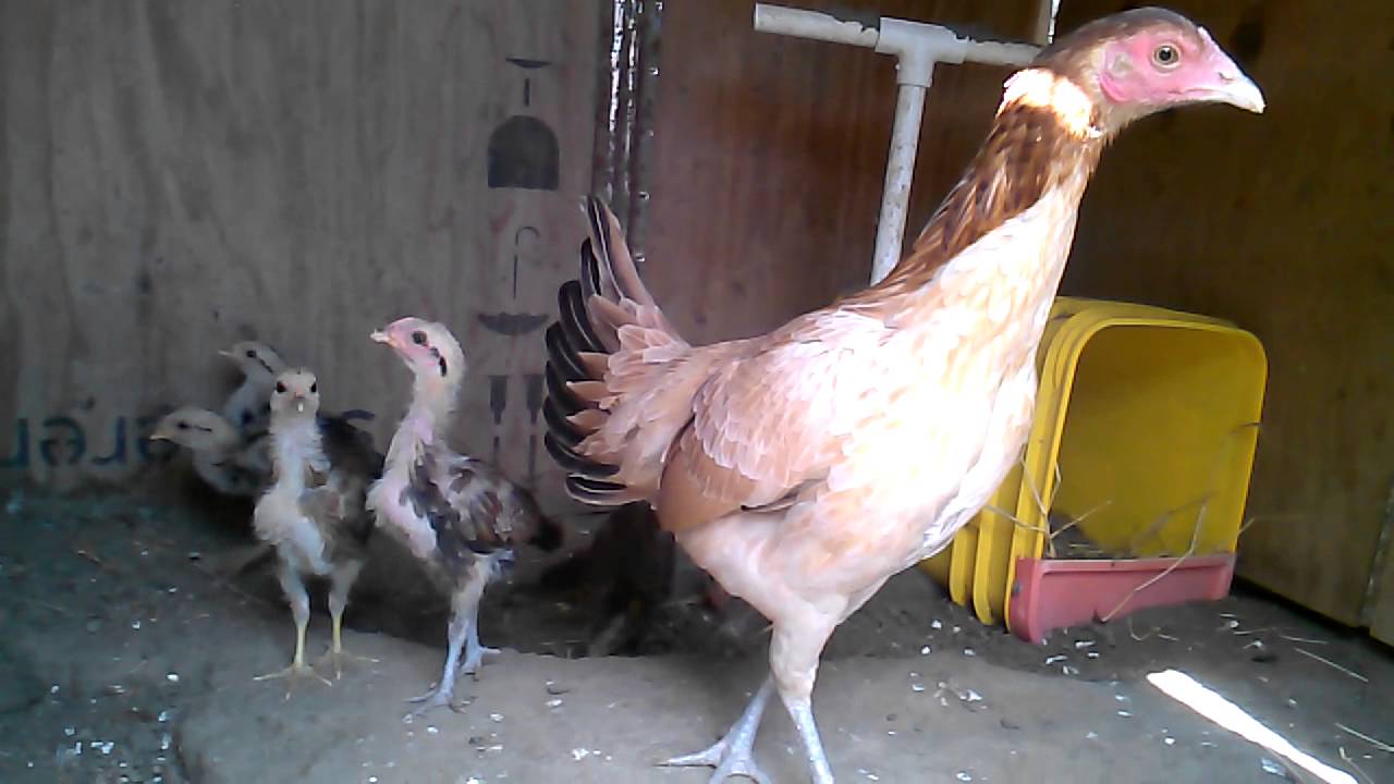 Pure Burmese with chicks - YouTube