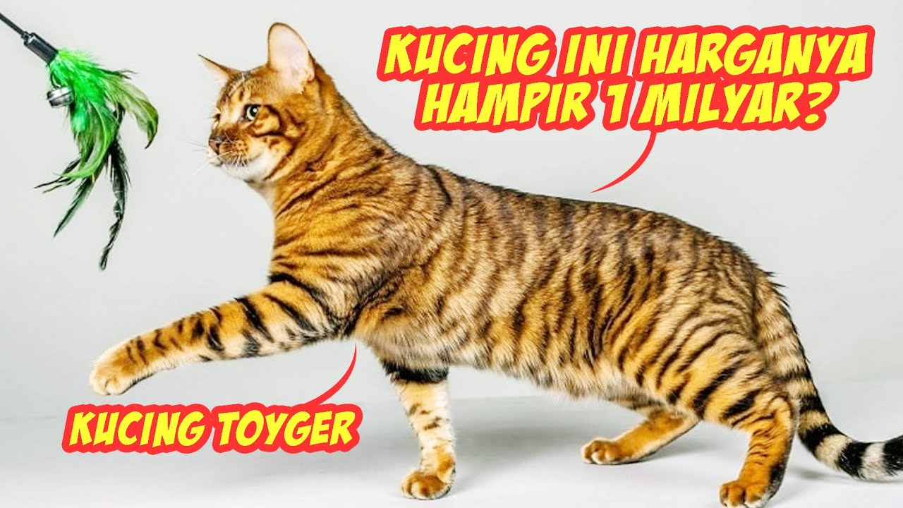 Fantastis! Harga Kucing Toyger Hampir 1 Milyar? 7 Ras Kucing Termahal ...