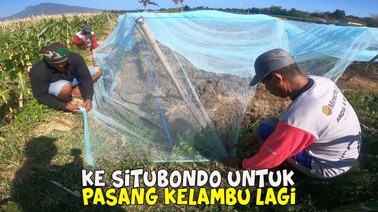 Pemasangan Kelambu Bawang Merah Di Situbondo - YouTube