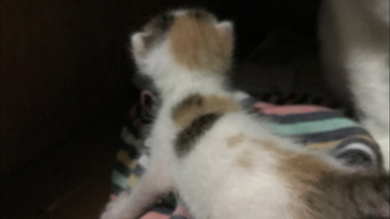 PREAMBLE RECITATION (RECORDED) - YouTube