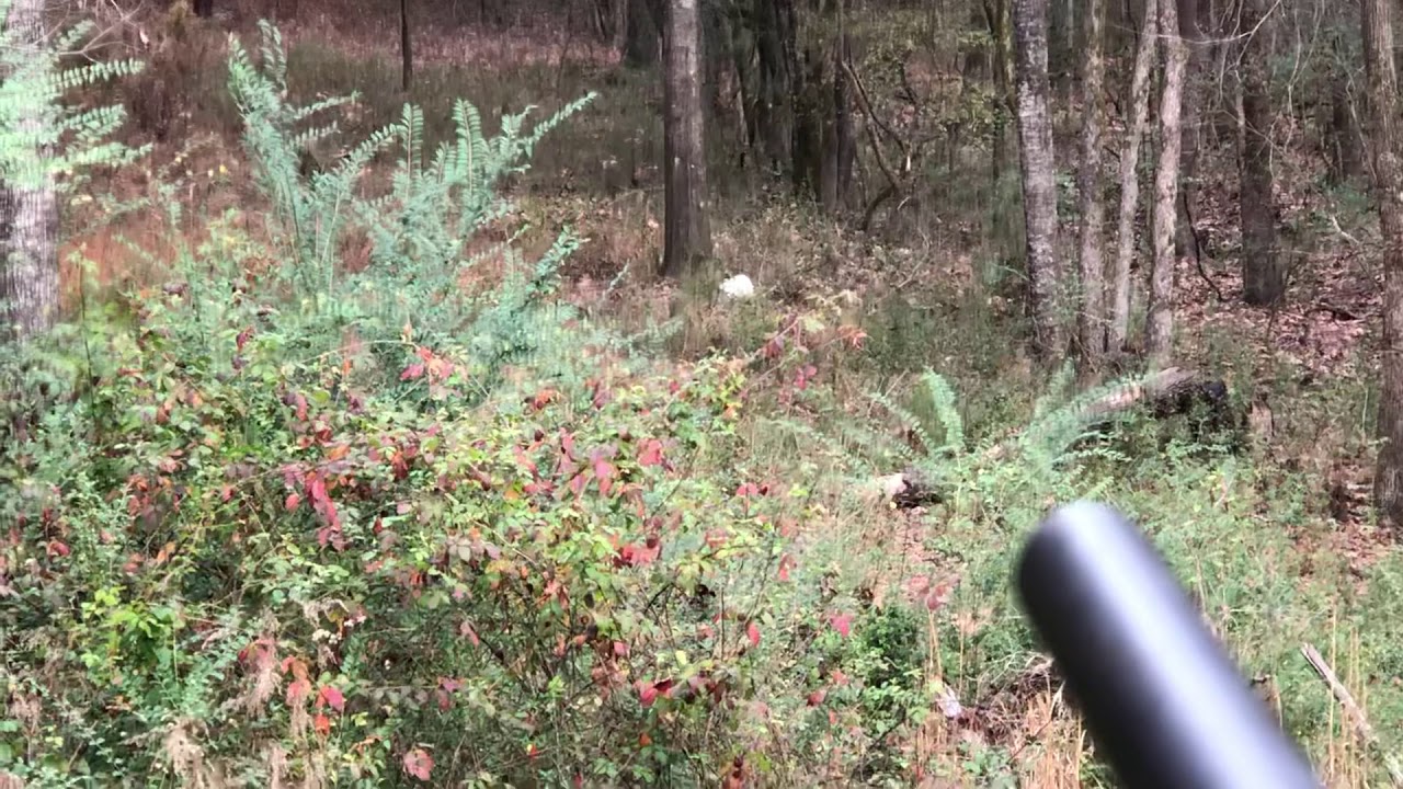 Bad shot on an 8 point buck - YouTube