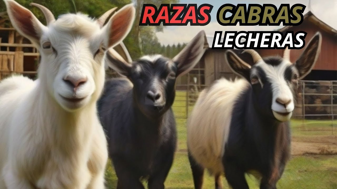 Mejores 4 Razas de Cabras Lecheras en el Mundo - YouTube