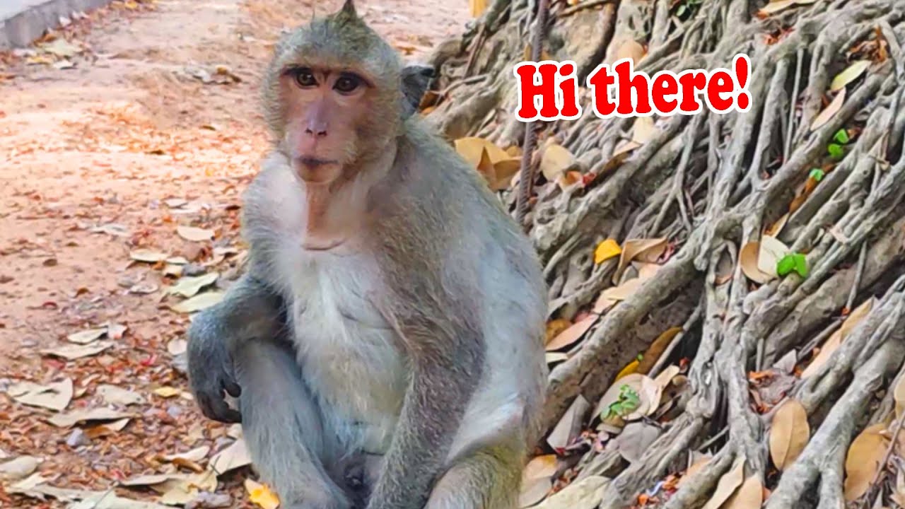 How mazing monkey behavior 🐒😍 - YouTube