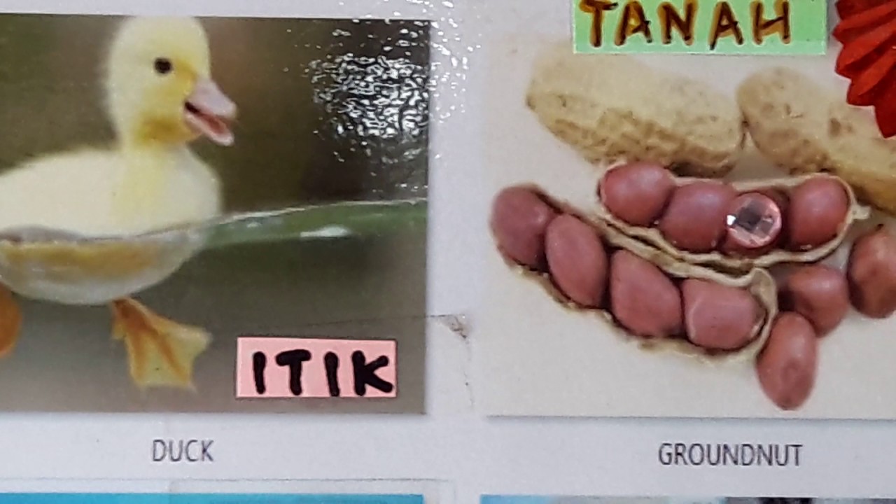 Pityrosporum folliculitis - YouTube