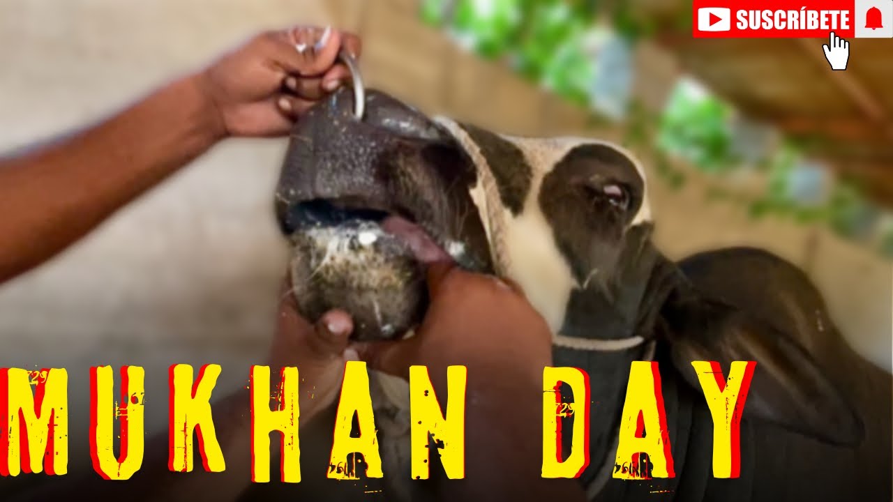 Aj dya mukhan bachro ko 😊 - YouTube